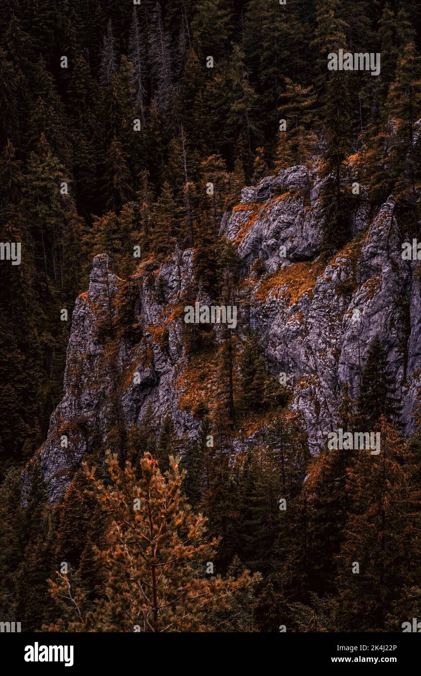 A vertical shot of a dense coniferous forest in fall colors with a ...