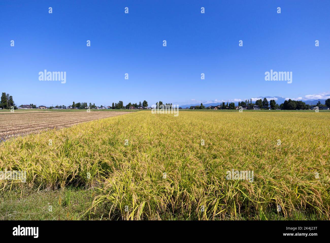 Paddy rice field just before harvest in Asia Stock Photo - Alamy