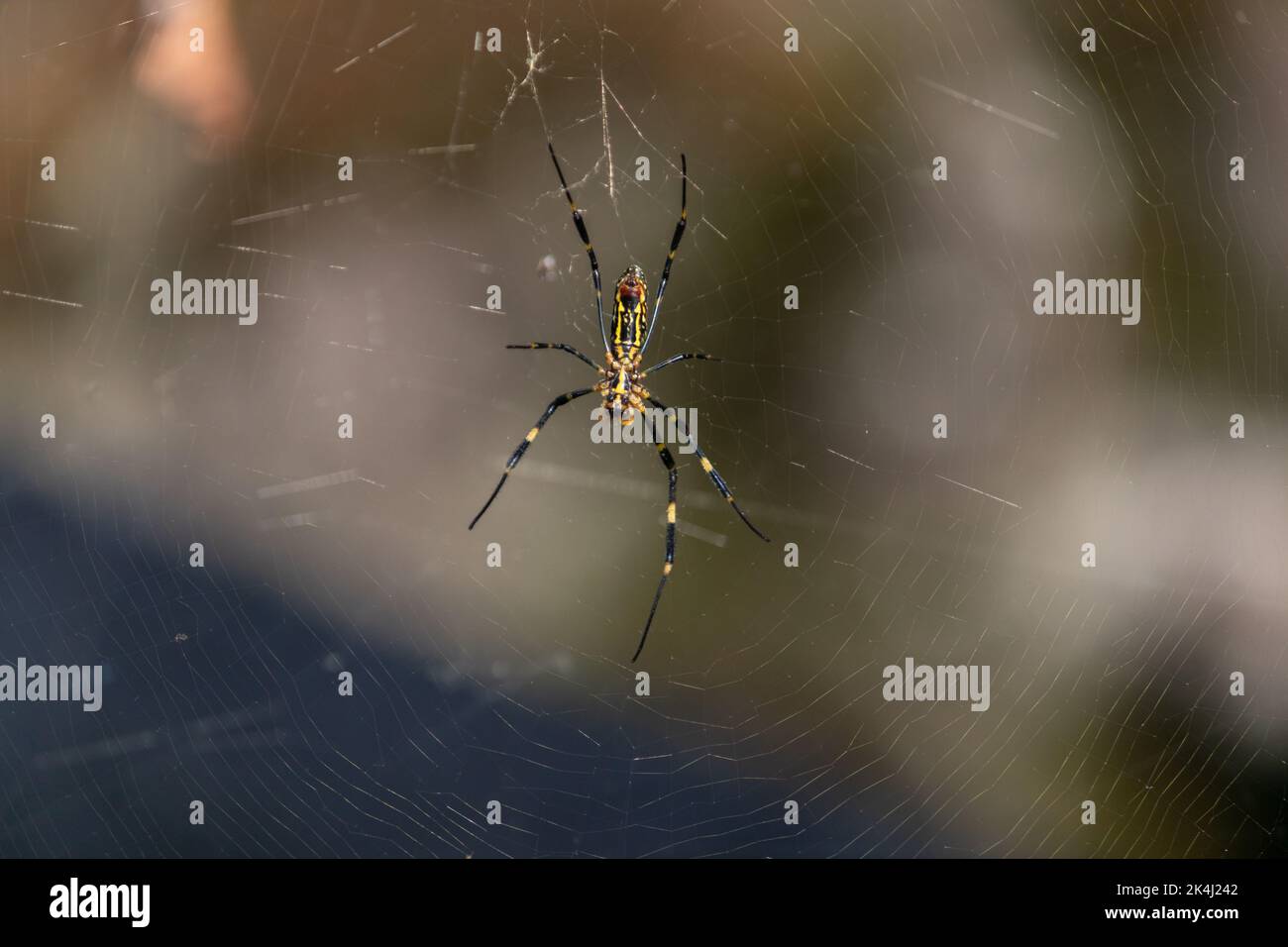 A female spider in her web. This spider is Trichonephila clavata, also ...