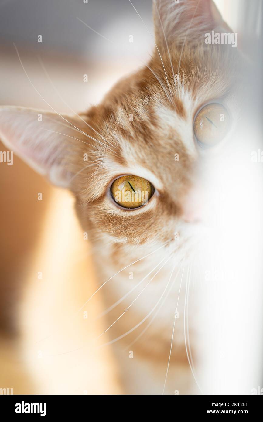 Portrait of a red cat, the cat looks into the camera. Vertical photo ...
