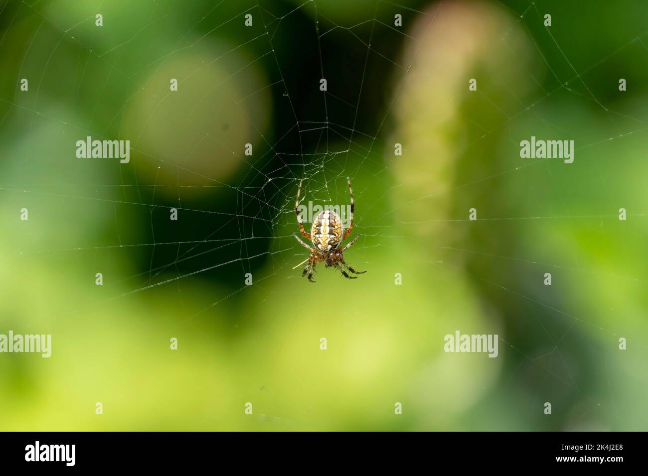 spider building spiderweb with green and beautiful bokeh, guadalajara ...