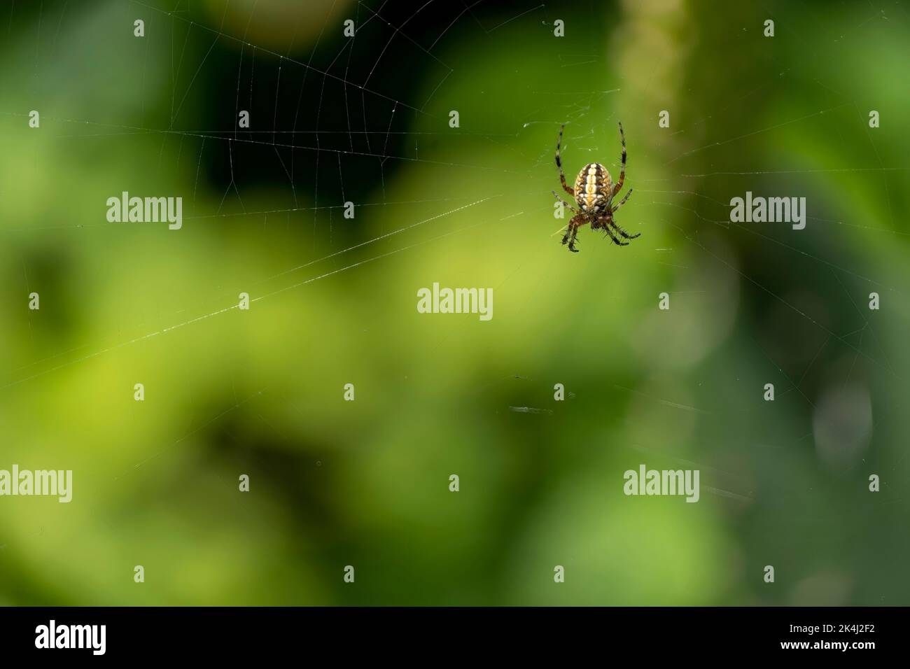 spider building spiderweb with green and beautiful bokeh, guadalajara ...