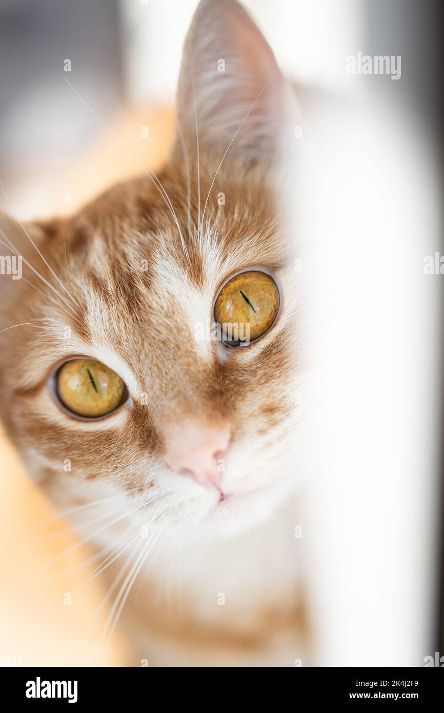 Portrait of a red cat, the cat looks into the camera. Vertical photo ...