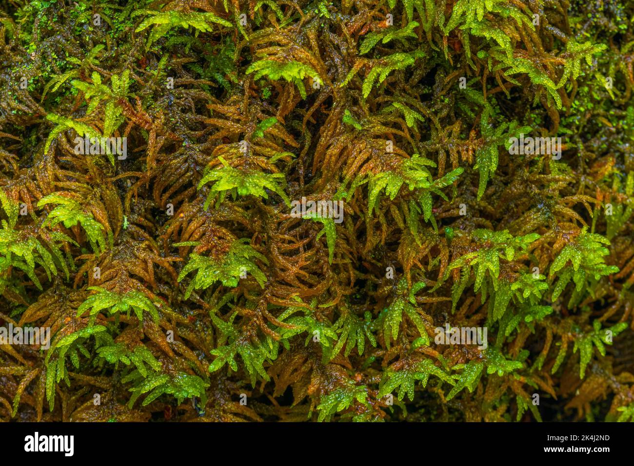 Decorative green moss used for interior design as creative background ...