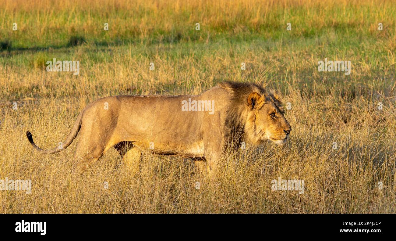Large male African lion walks through the grass on the savannah Stock ...