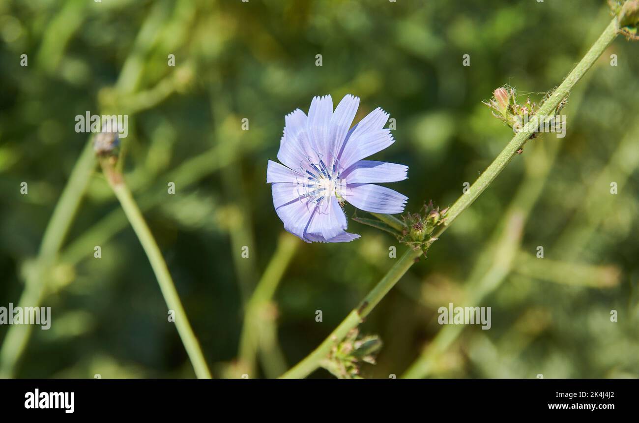 Cichorium intybus, somewhat woody, perennial herbaceous plant of the ...