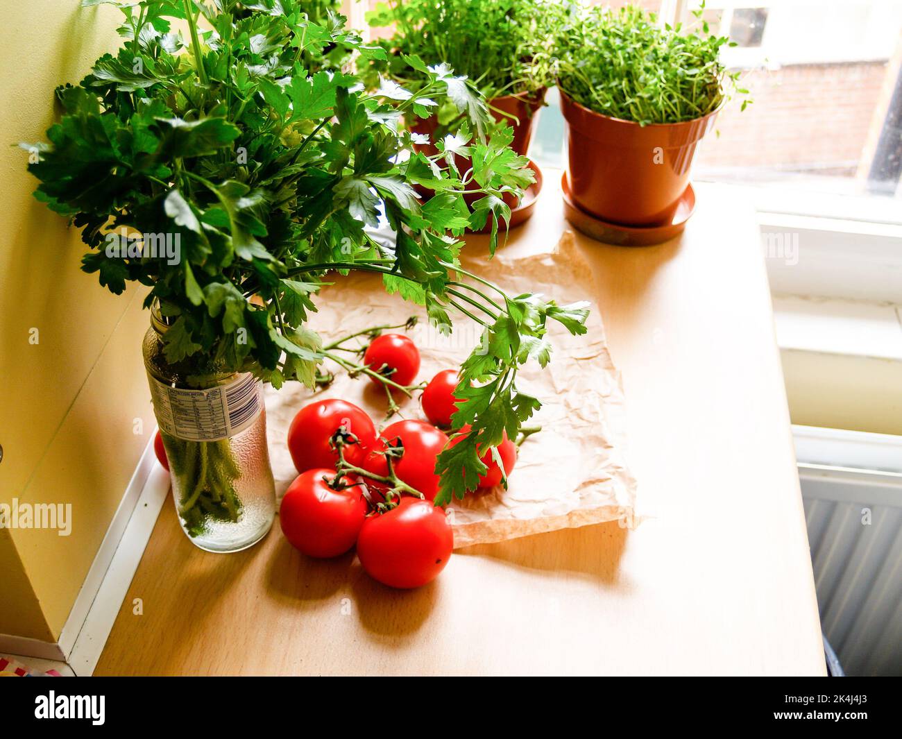 Fresh food and potted herbs on inside bench with sunlight from right ...