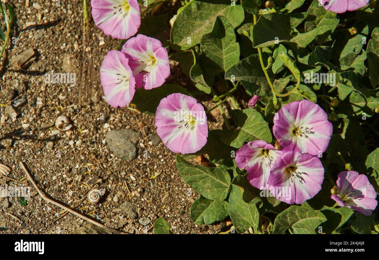 Convolvulus arvensis -field bindweed, is a species of bindweed that is ...