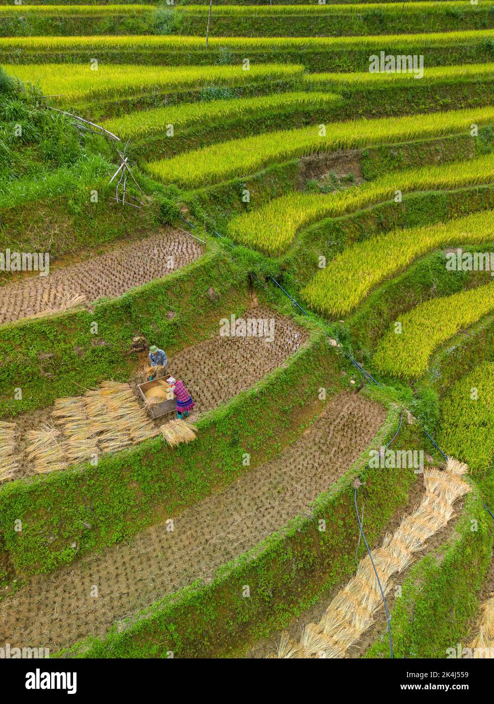 Aerial view of golden rice terraces at Mu cang chai town near Sapa city ...