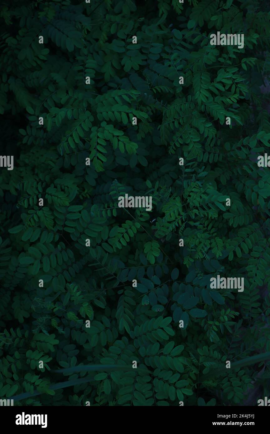 Green leaves pattern background, Natural background and wallpaper Stock ...