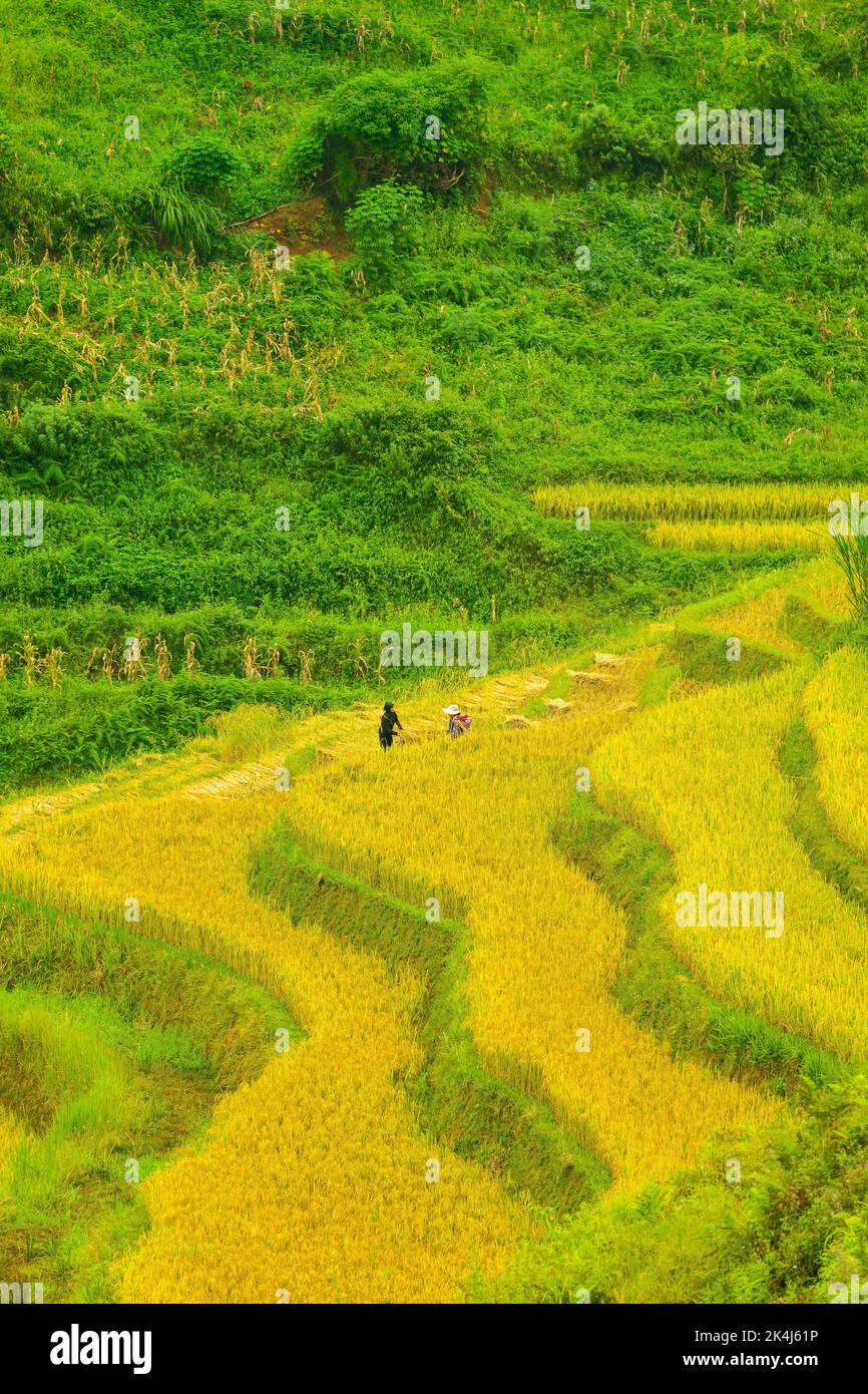 Aerial view of golden rice terraces at Mu cang chai town near Sapa city ...