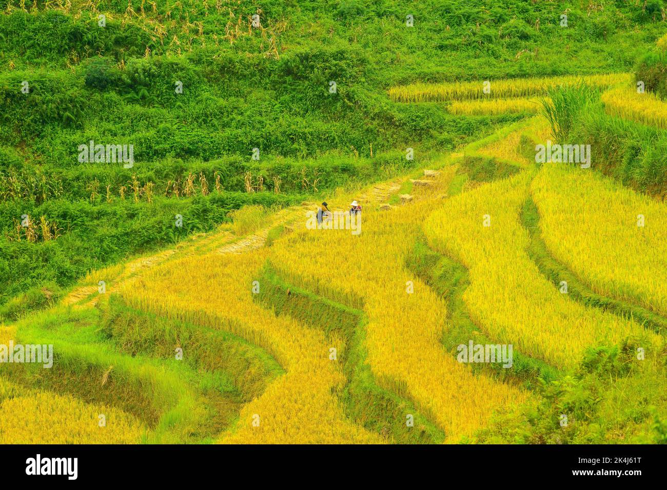 Aerial view of golden rice terraces at Mu cang chai town near Sapa city ...