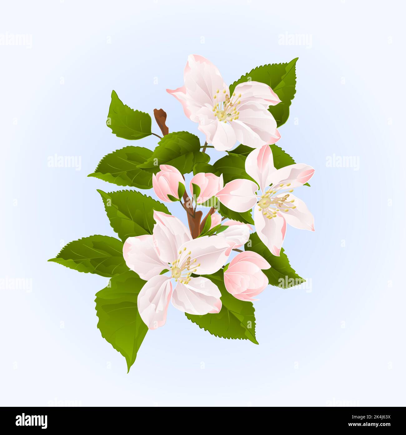 Apple tree branch with flowers and buds spring background vector ...