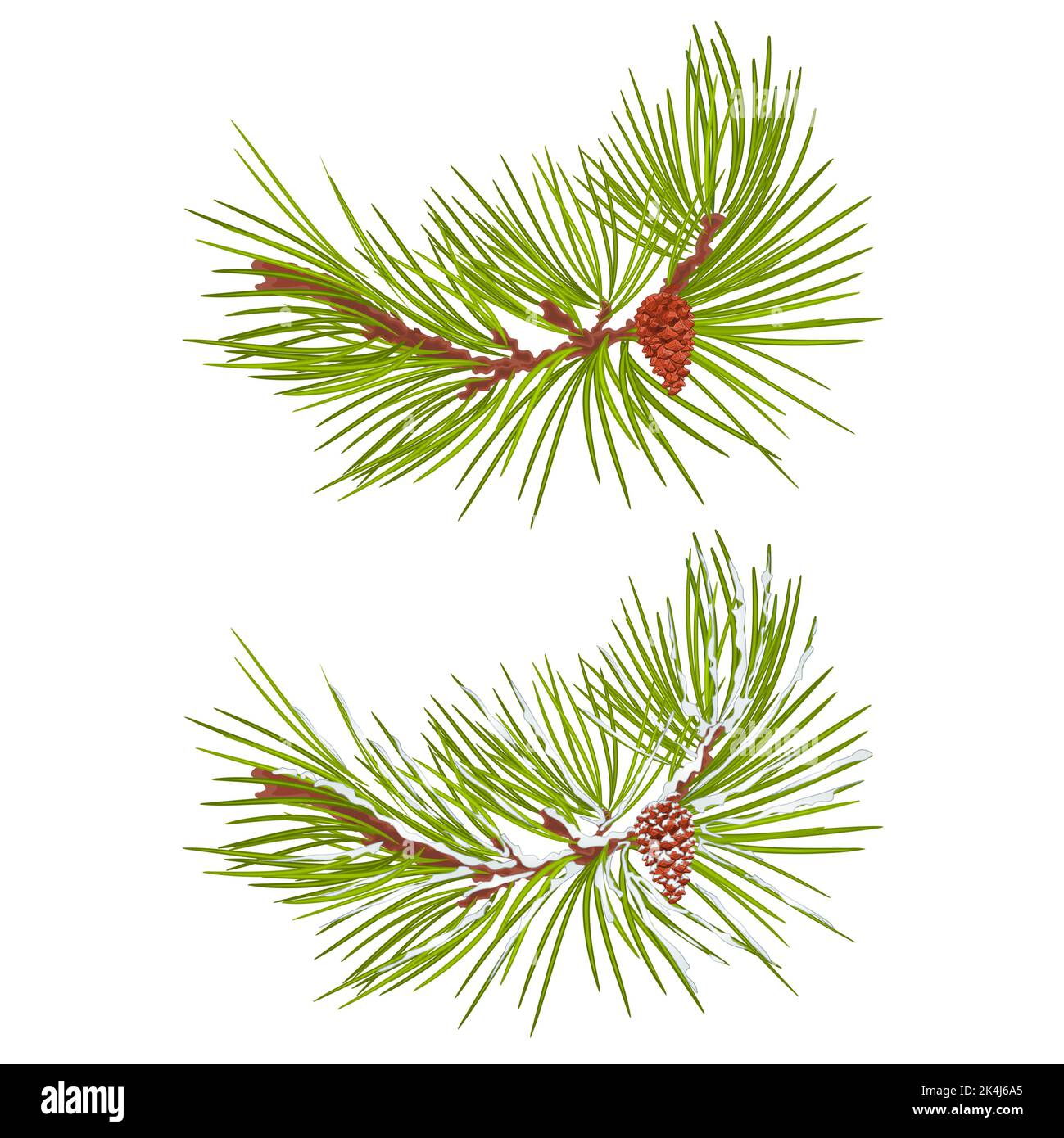 Cone pine icon black Stock Vector Images - Alamy