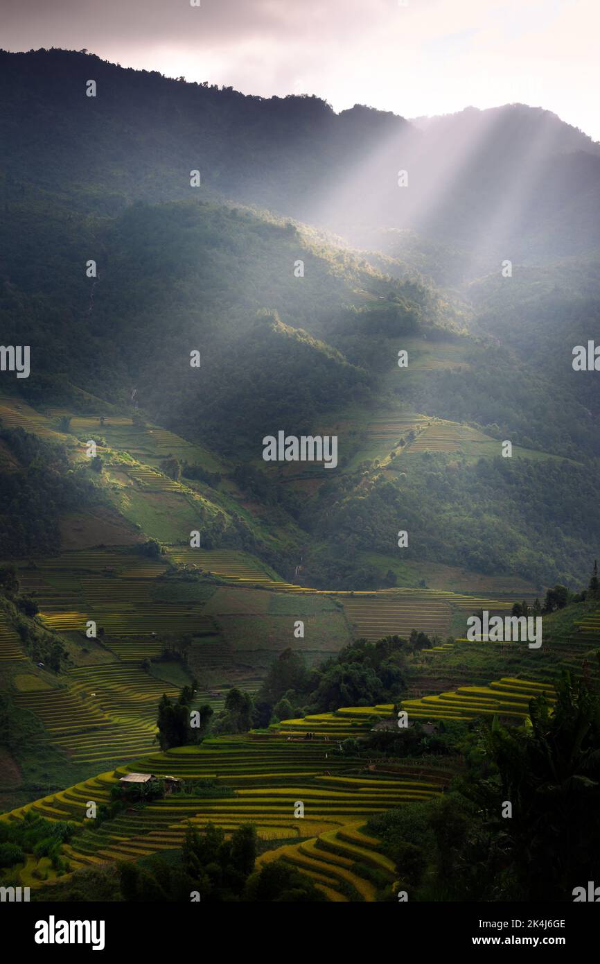Aerial view of golden rice terraces at Mu cang chai town near Sapa city ...