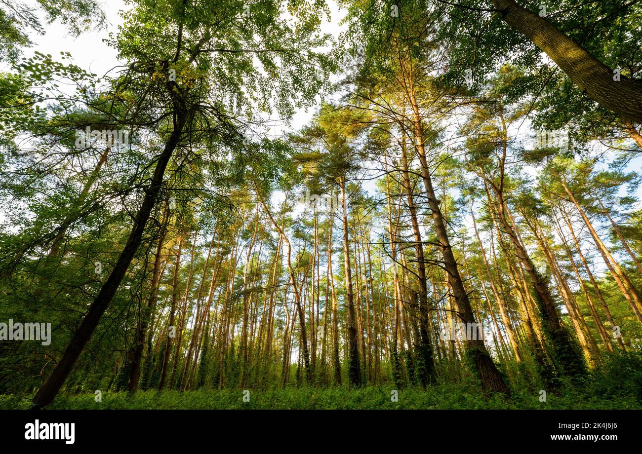 Brietlingen, Germany. 28th Sep, 2022. Conifers stand in a forest. The ...