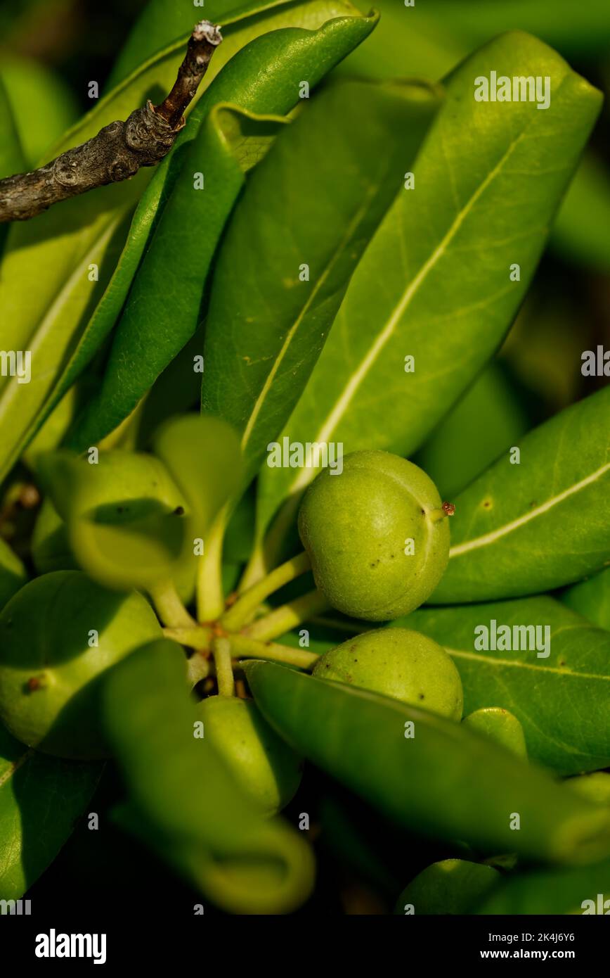 A vertical closeup shot of Calamansi fruit Stock Photo - Alamy