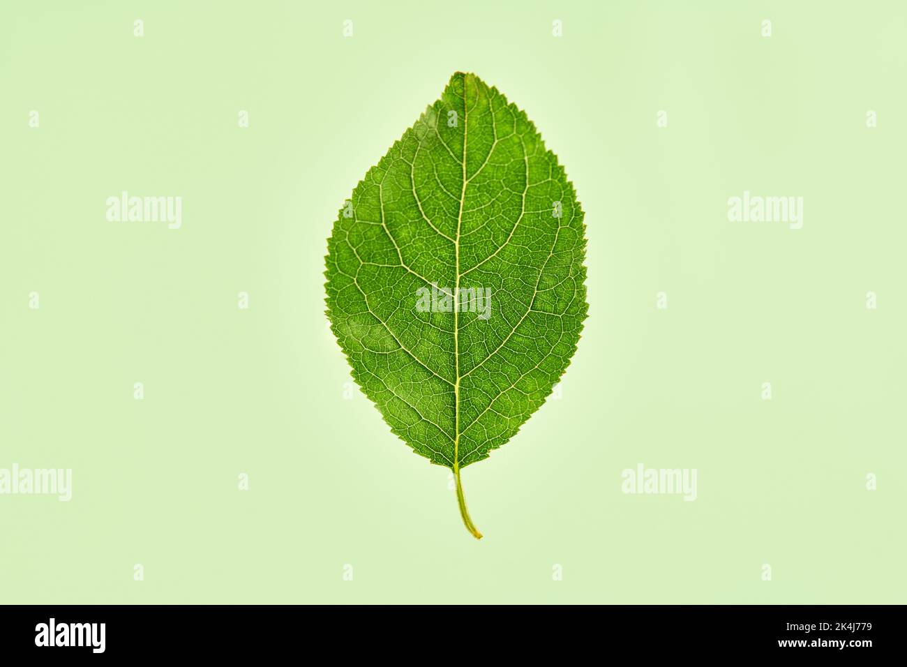 One green plum tree leaf on light green background, detailed macro ...