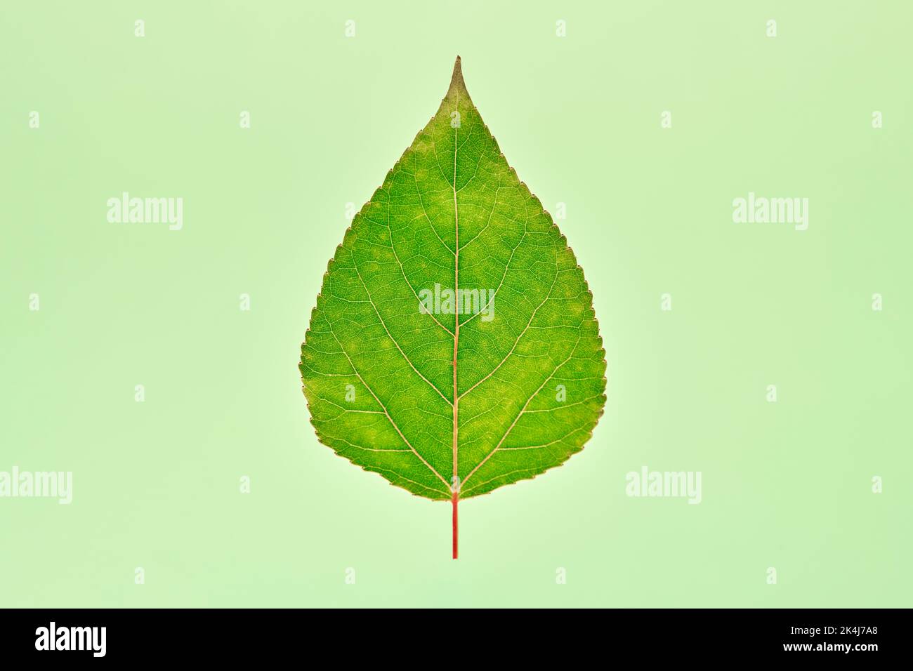 One green poplar tree leaf on light green background, detailed macro ...