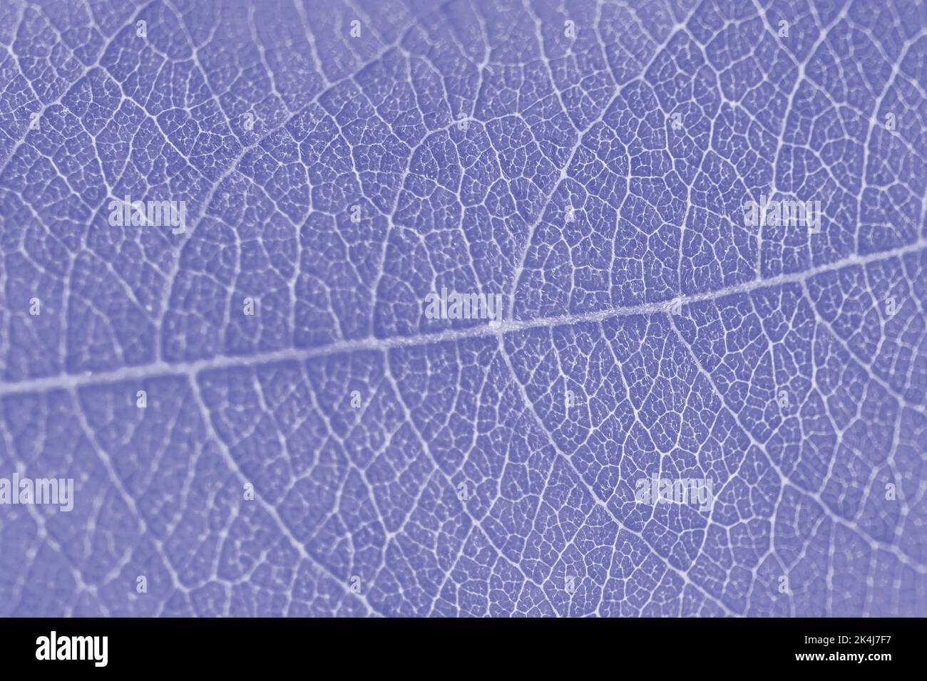 Macro leaf texture purple colorized with beautiful relief facture of ...
