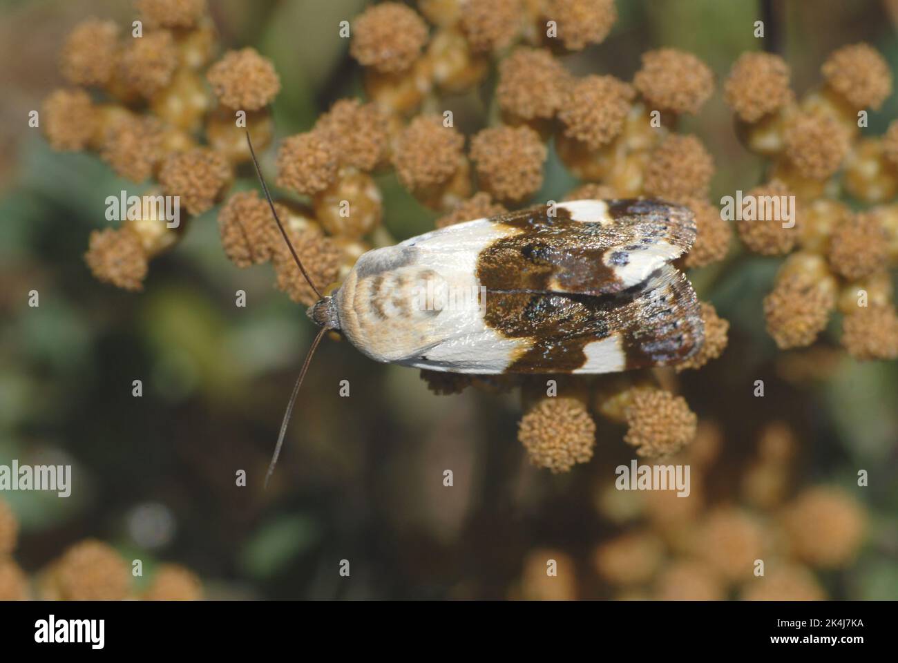 Acontia hi-res stock photography and images - Alamy