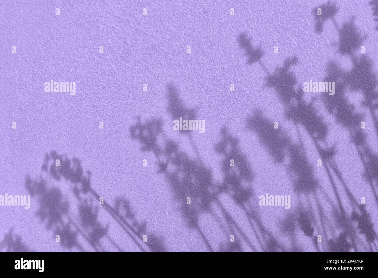 Shadow of flowers on purple concrete wall texture background Stock ...