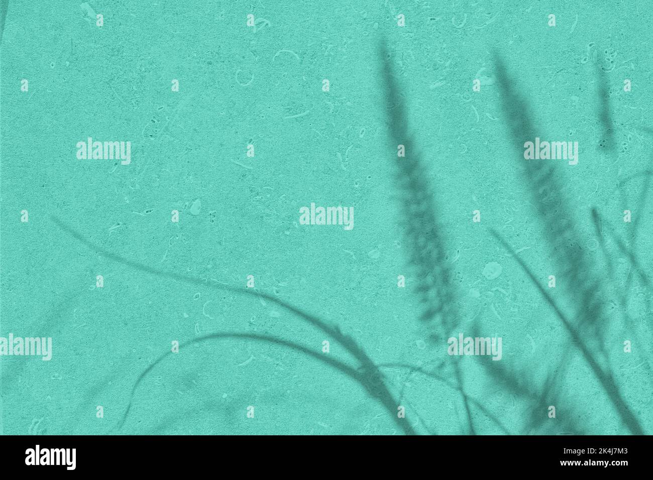 Shadow of leaves on mint green concrete wall texture background Stock ...