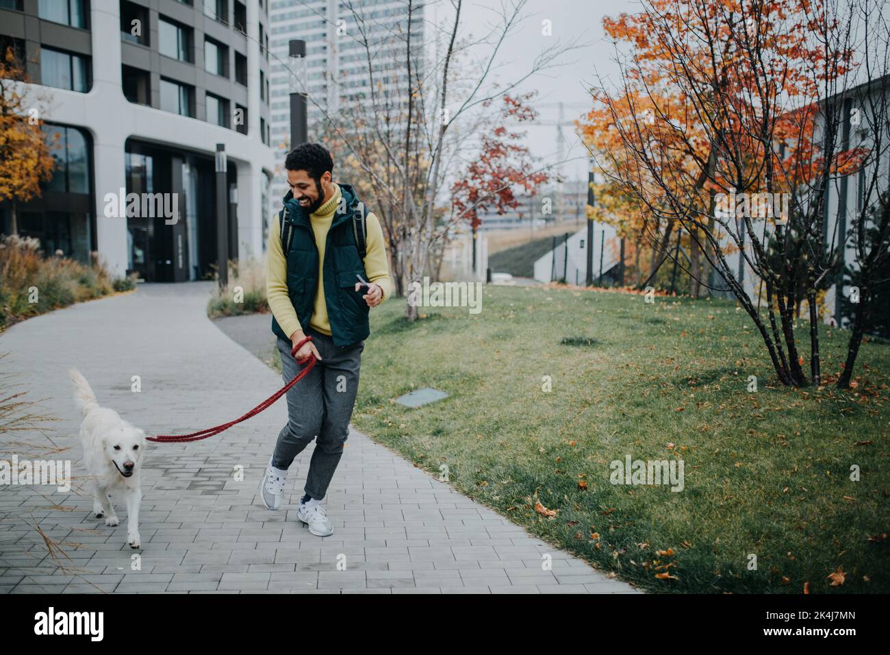 African american man walking his dog hi-res stock photography and ...