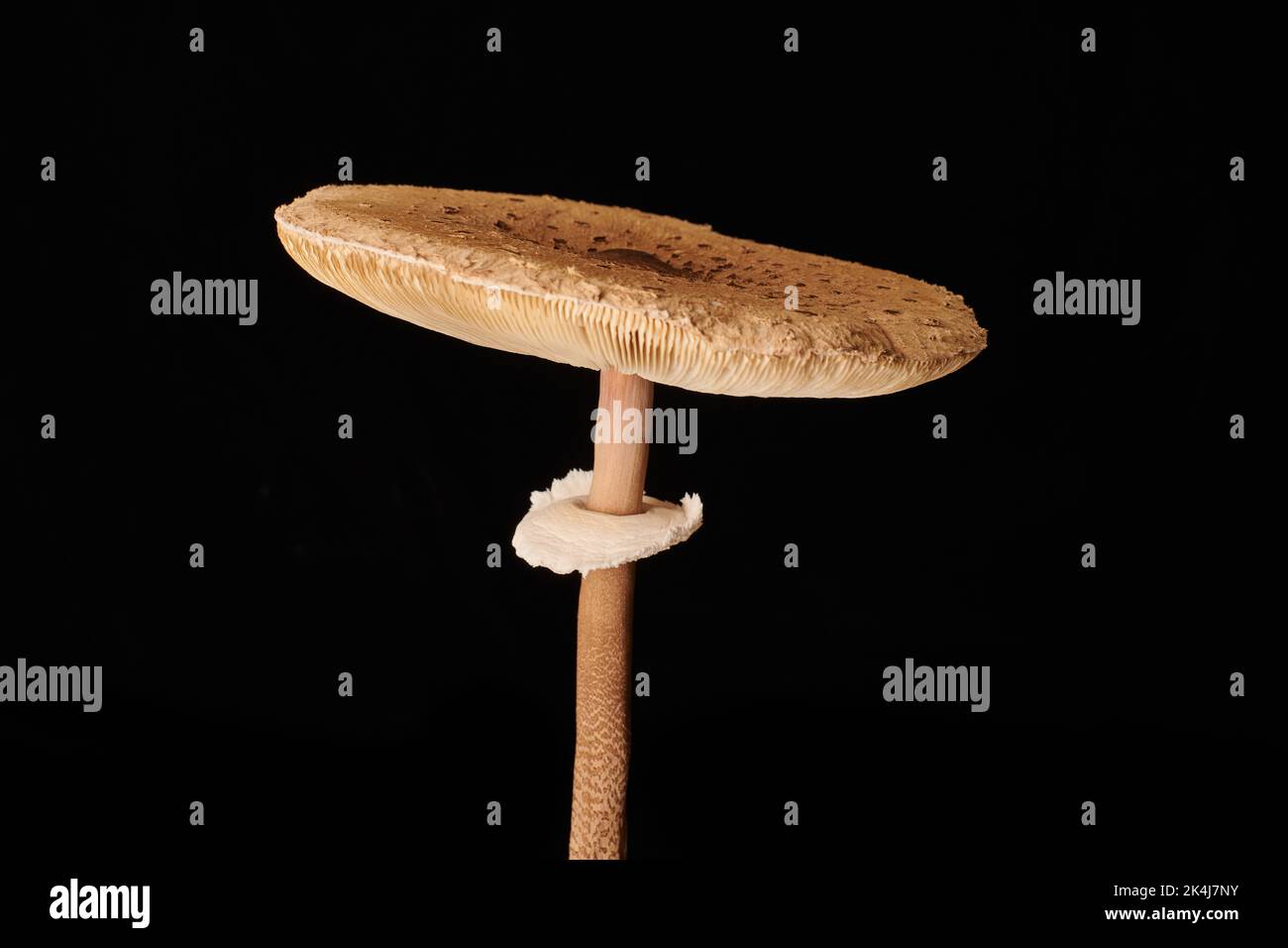 Macrolepiota procera parasol mushroom isolated on black background ...