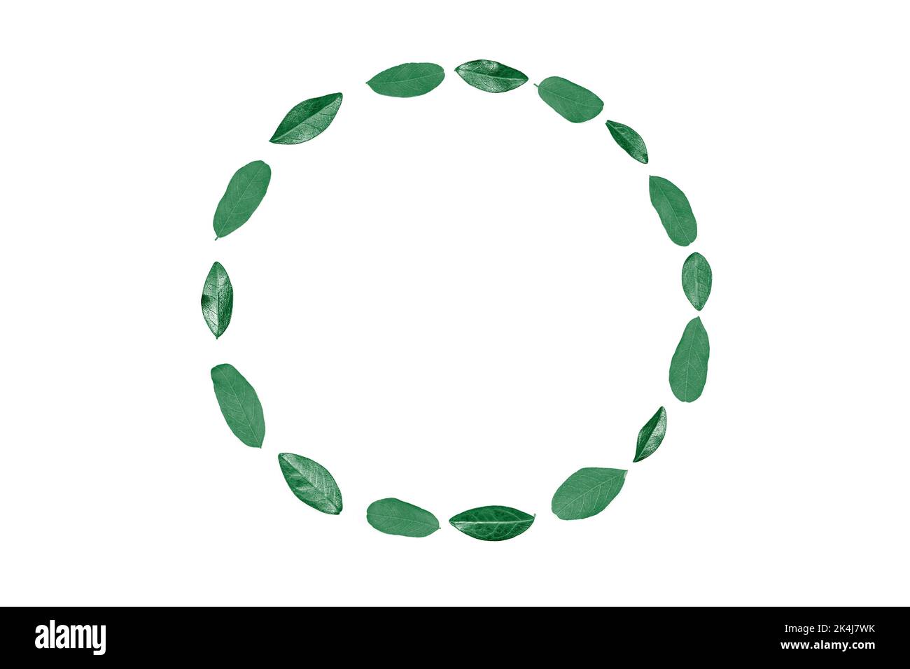 Mint green leaves as circle frame isolated on white background, empty ...