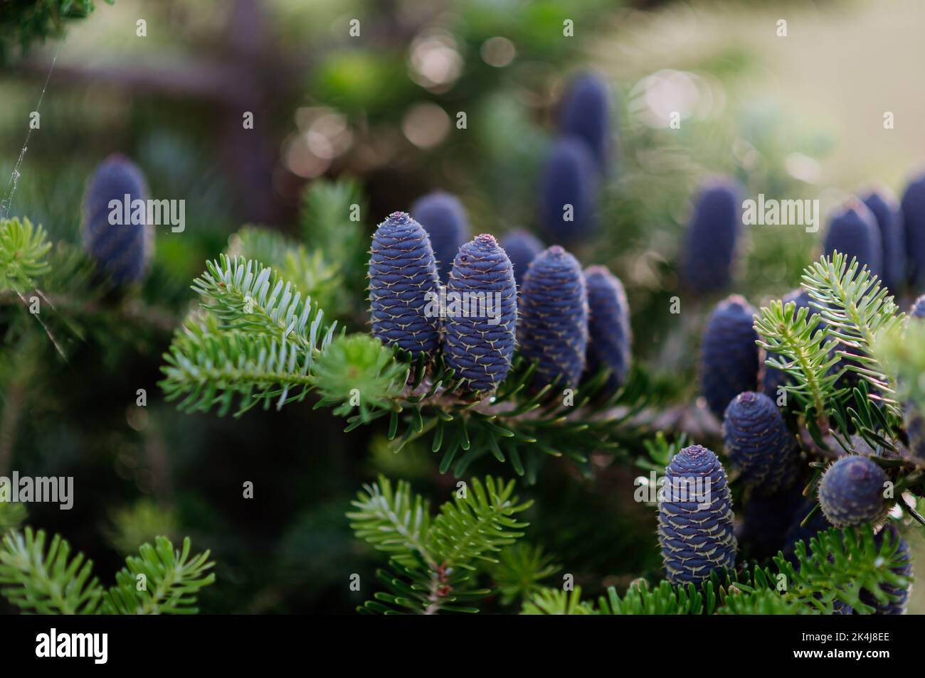 Green fir branch with cone, outdoor in nature Stock Photo - Alamy