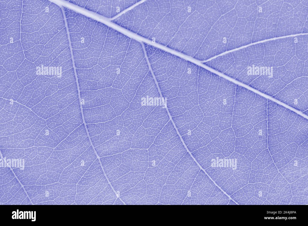 Macro leaf texture purple colorized with beautiful relief facture of ...