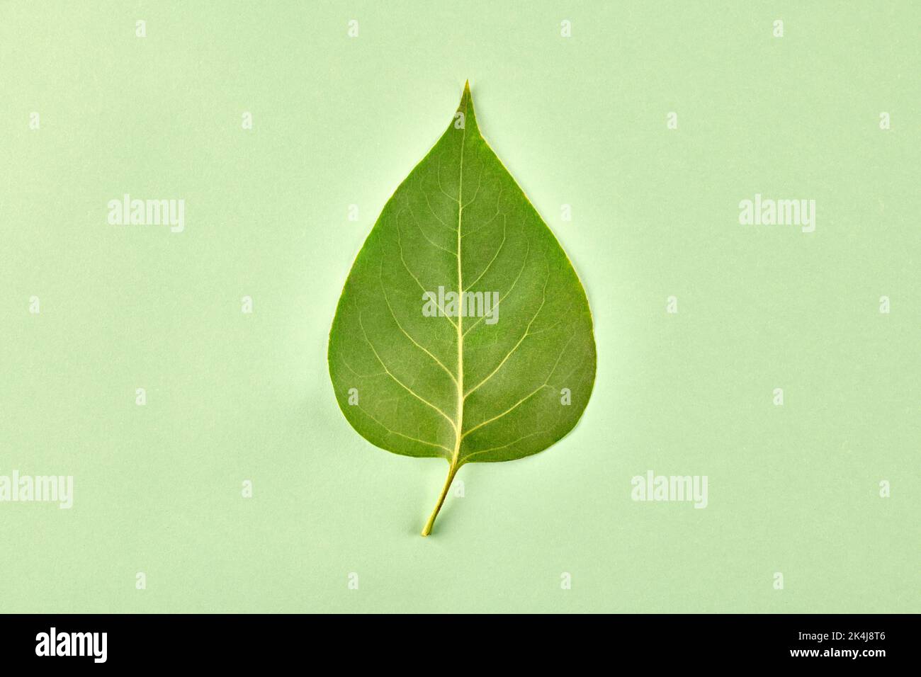 One green syringa tree leaf on light green background, detailed macro ...