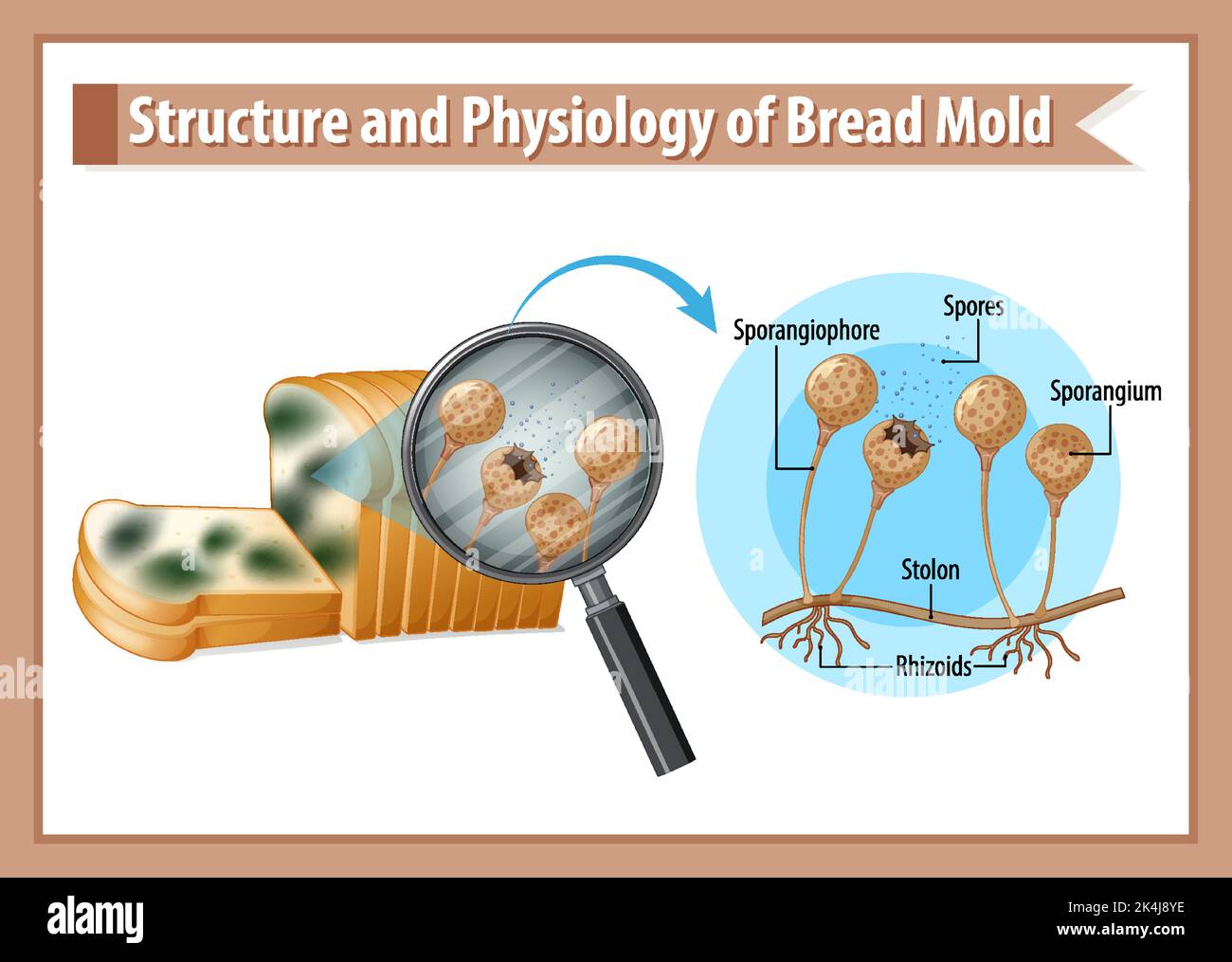 structure and physiology of bread mold illustration Stock Vector Image ...
