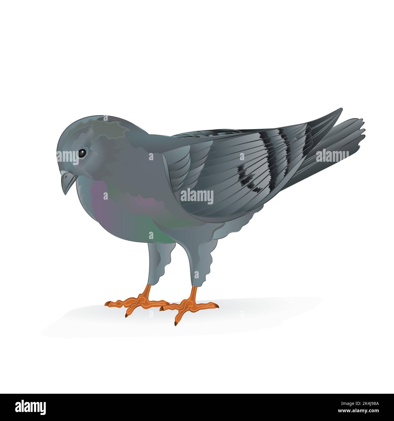 Breeding vectors hi-res stock photography and images - Alamy