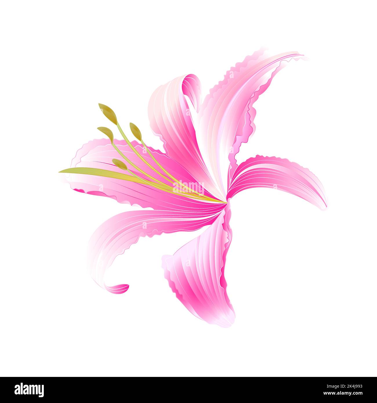 Spring flower Daylily pink Lily vector illustration Stock Vector Image ...