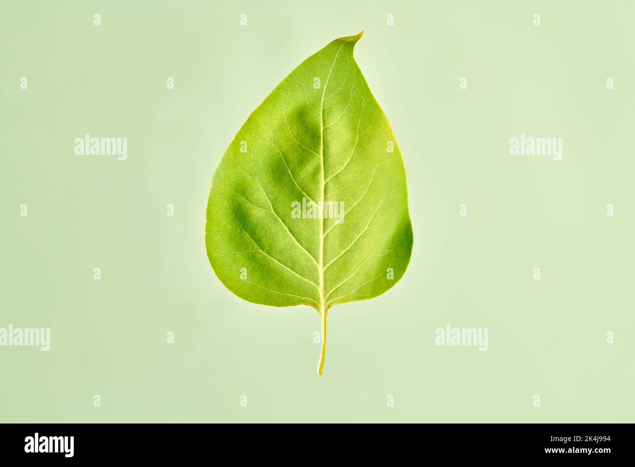 One green syringa tree leaf on light green background, detailed macro ...