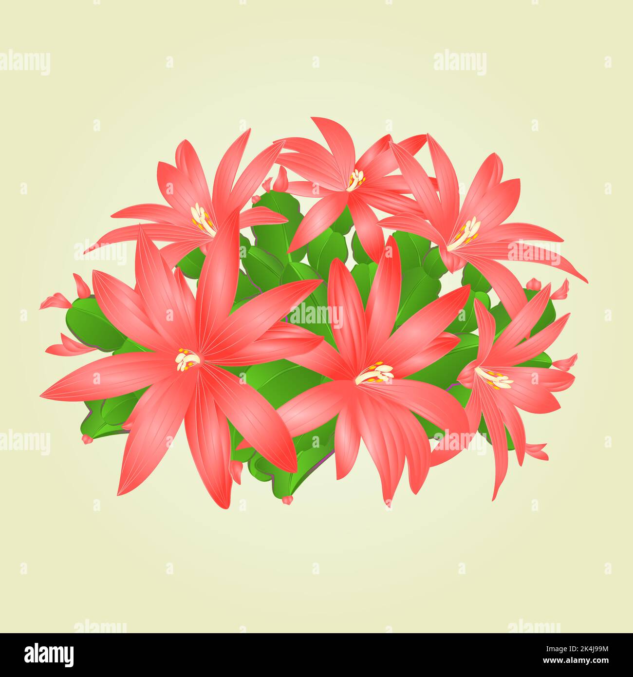 Easter cactus with flowers tropical succulent vector illustration Stock ...