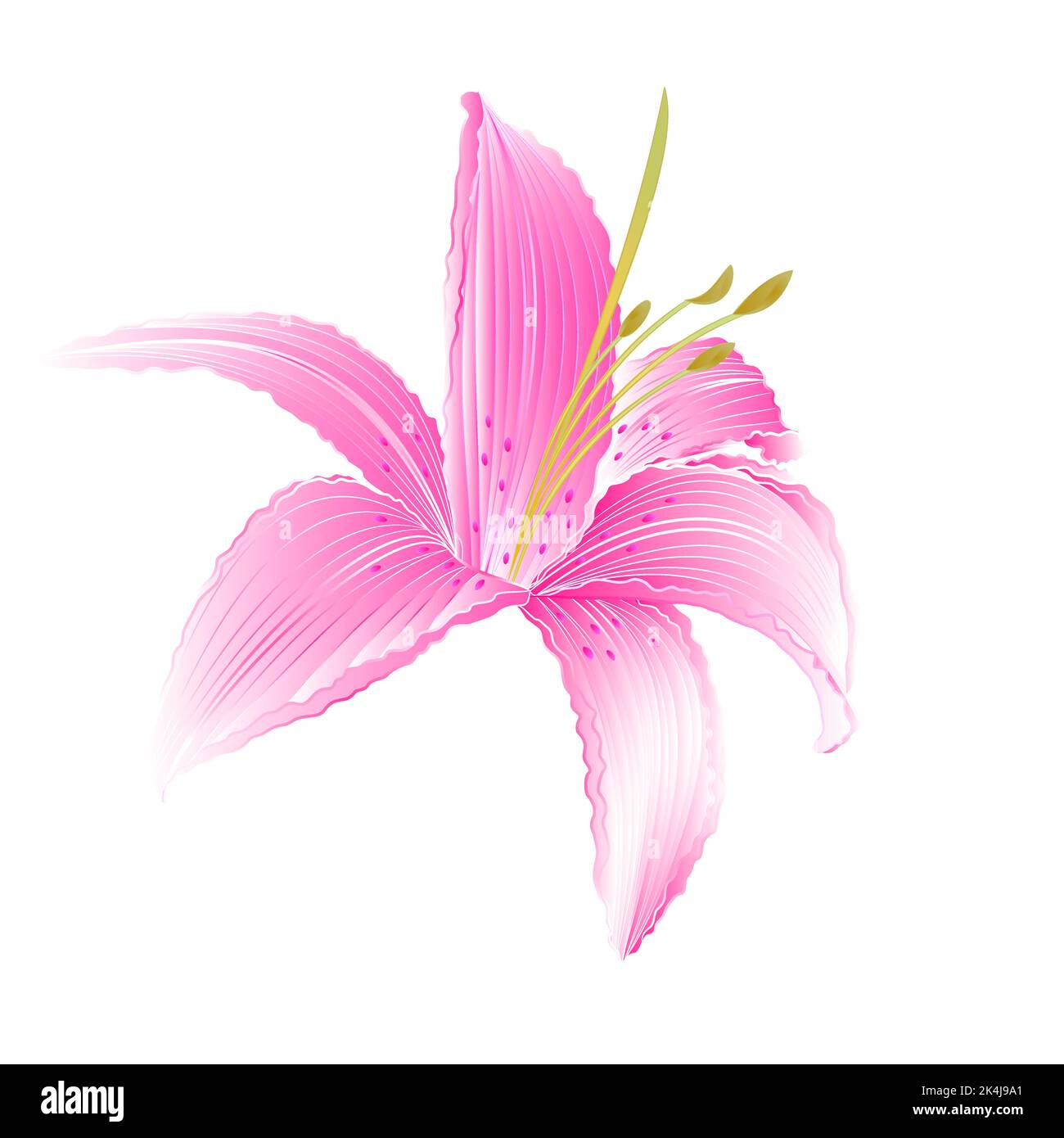 Spring flower Lily pink Daylily vector illustration Stock Vector Image ...