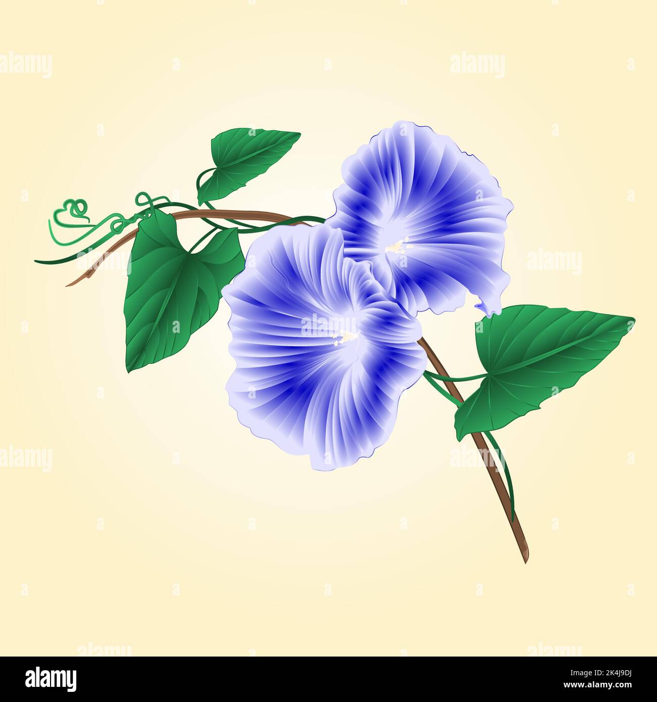 Morning glory blue spring flower vintage vector illustration Stock ...
