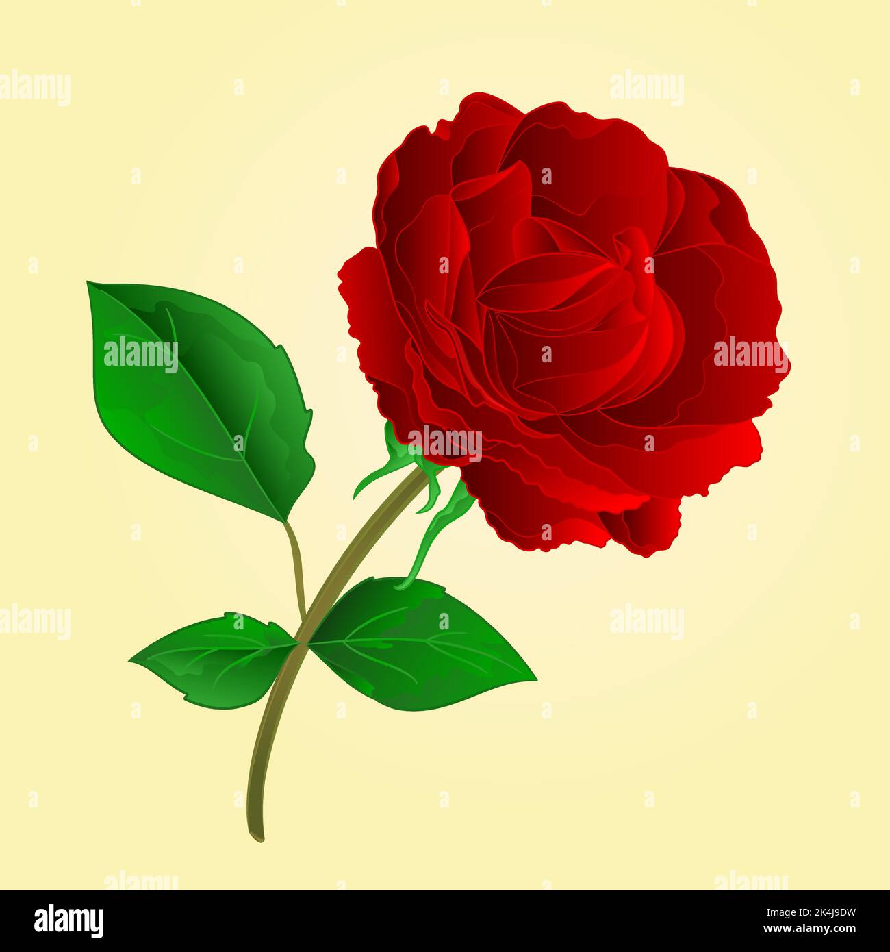 Flower twig Purple Rose and bud vintage vector illustration Stock ...