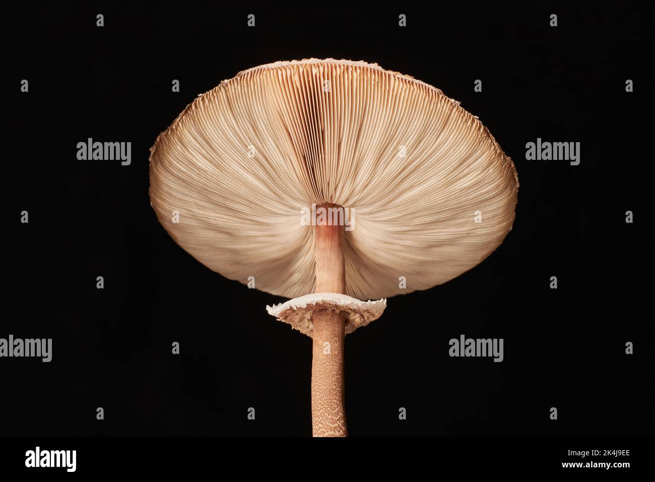 Macrolepiota procera parasol mushroom isolated on black background ...