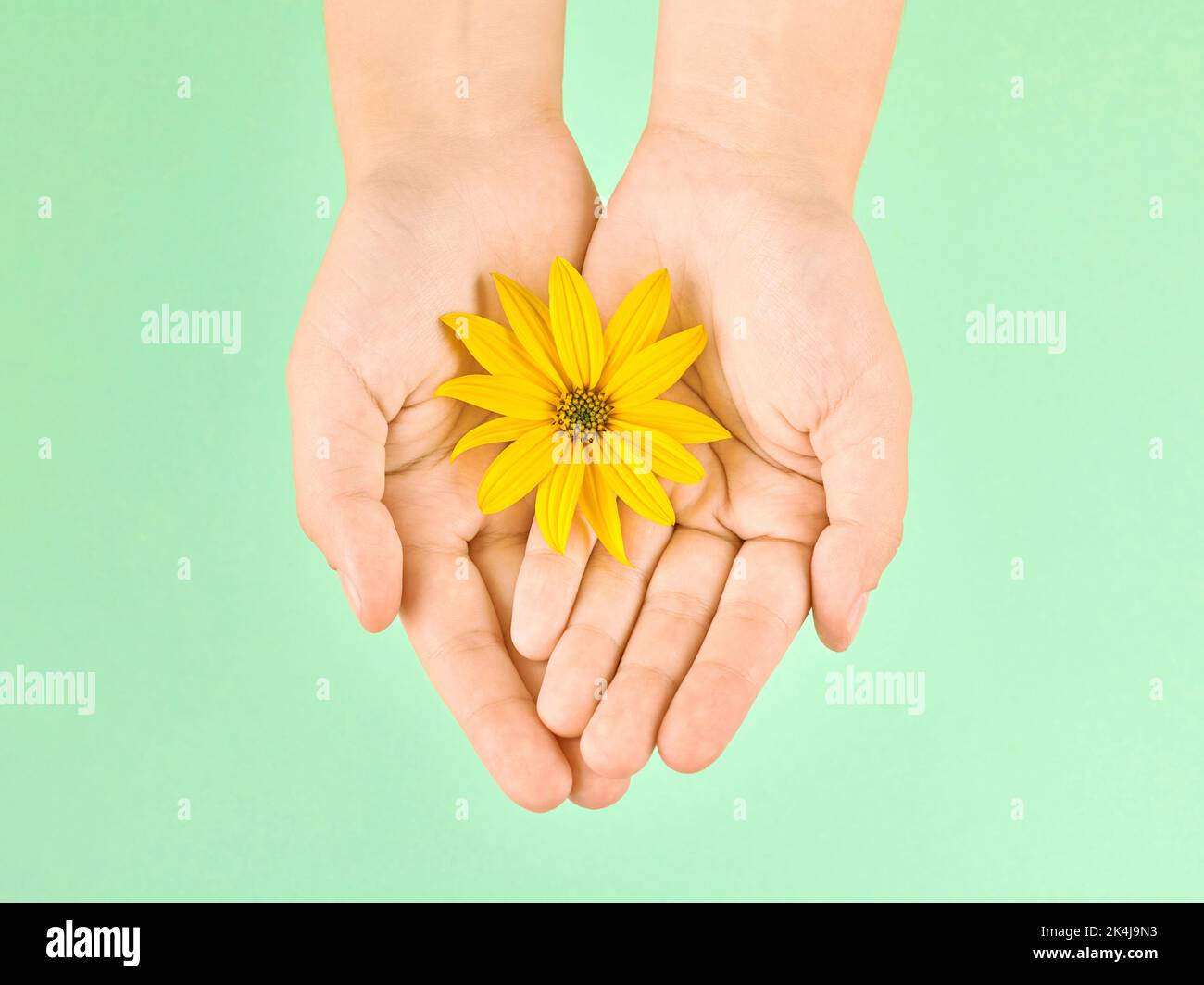 Yellow flower in female palms, hands hygiene and cosmetic skincare ...