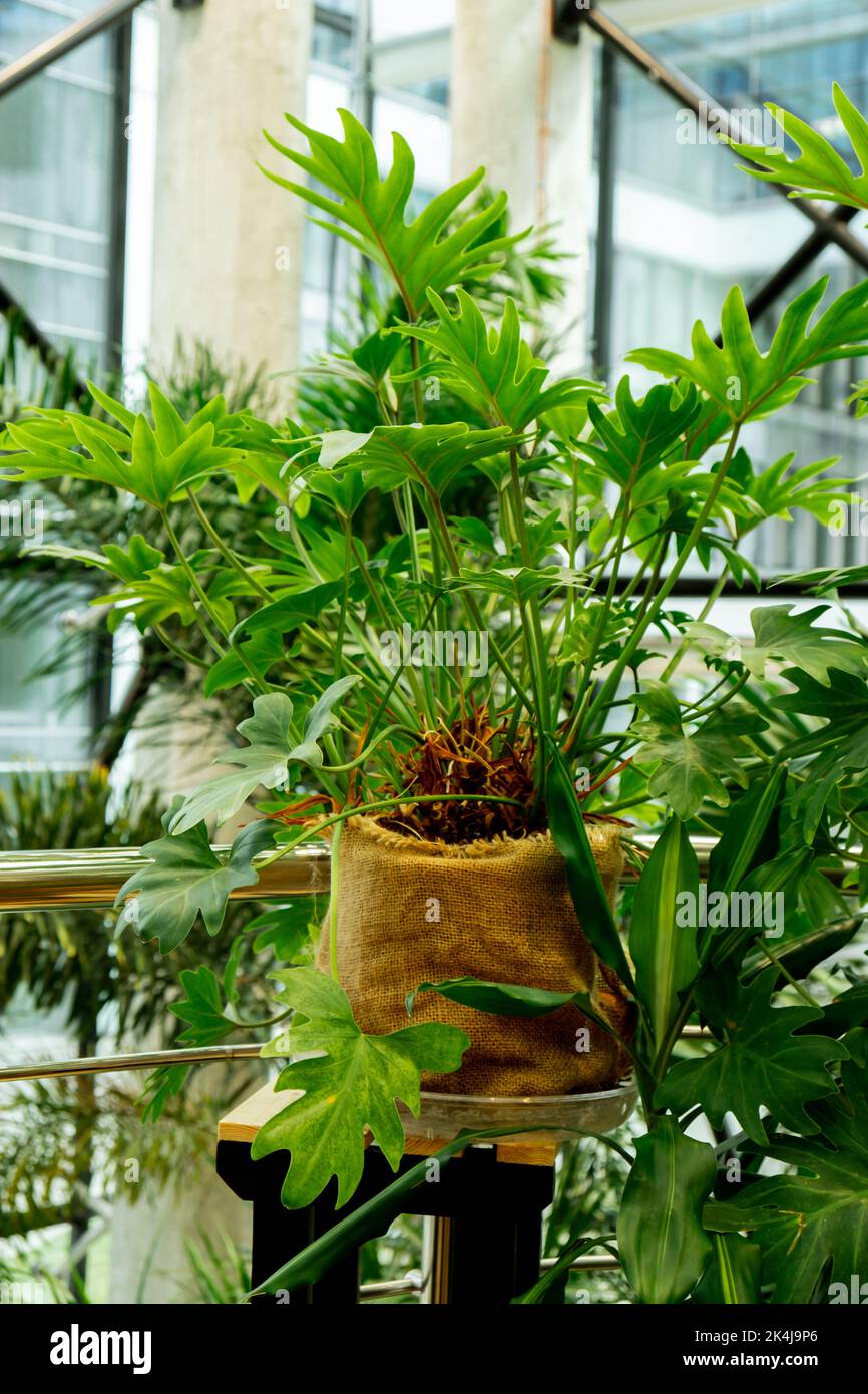 Green plants in botanical garden. Fresh natural background. Greenery ...