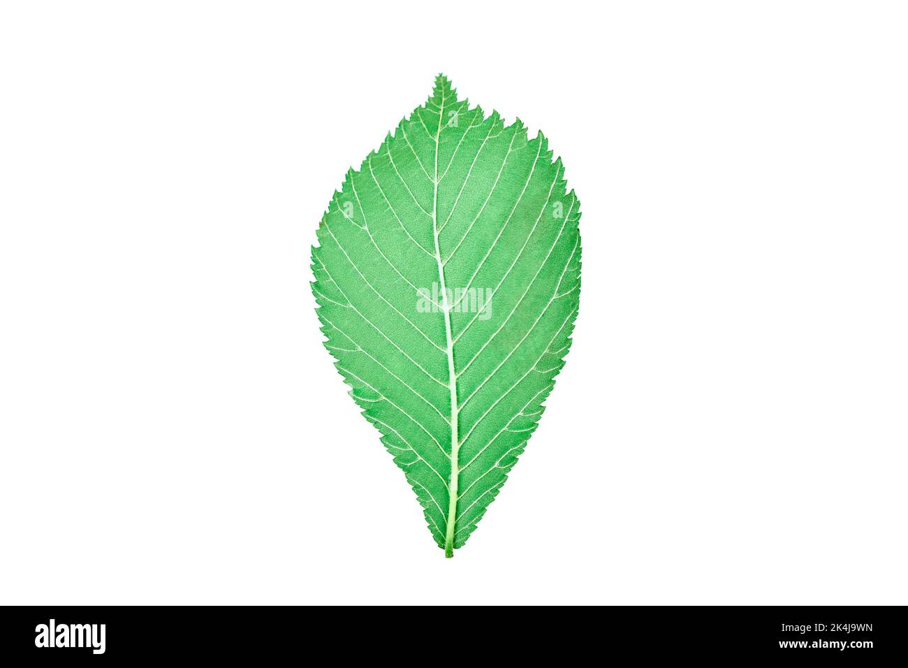 One green elm tree leaf isolated on white background, detailed macro ...
