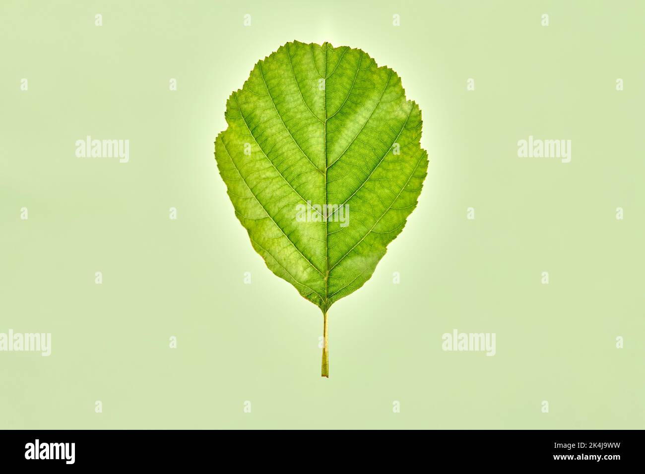 One green alder tree leaf on light green background, detailed macro ...