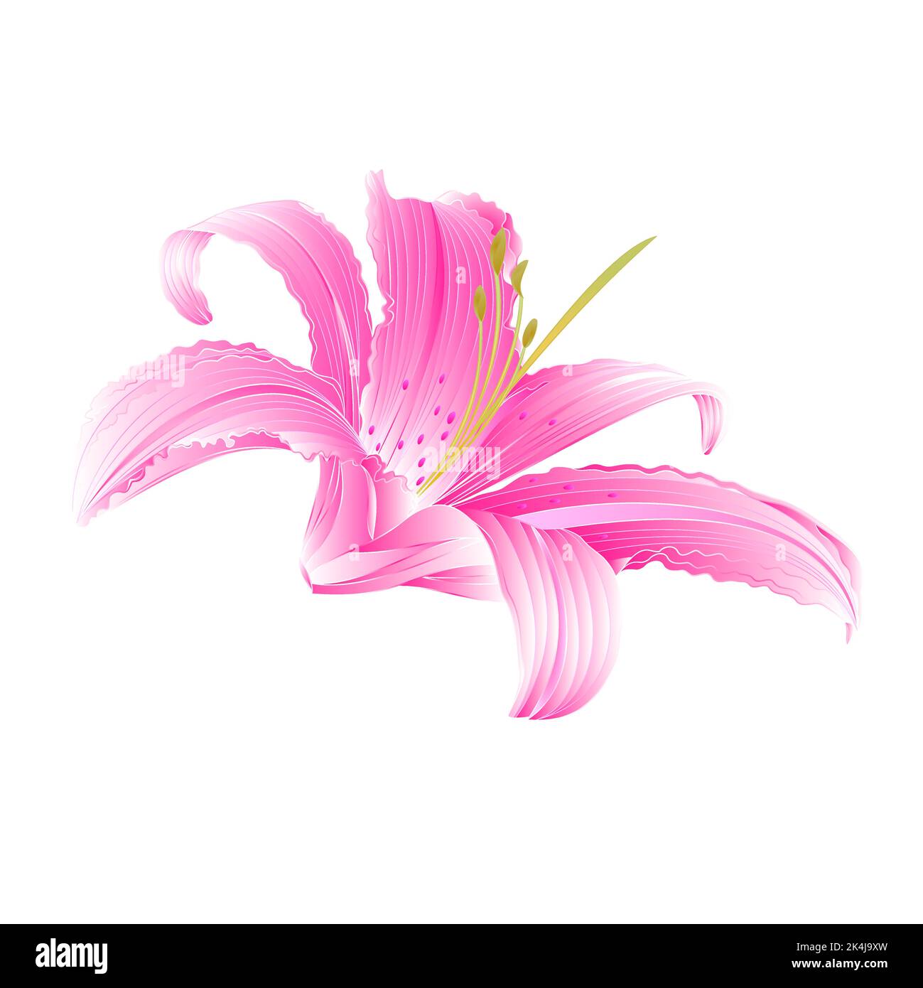 Spring flower pink Lily Daylily vector illustration Stock Vector Image ...