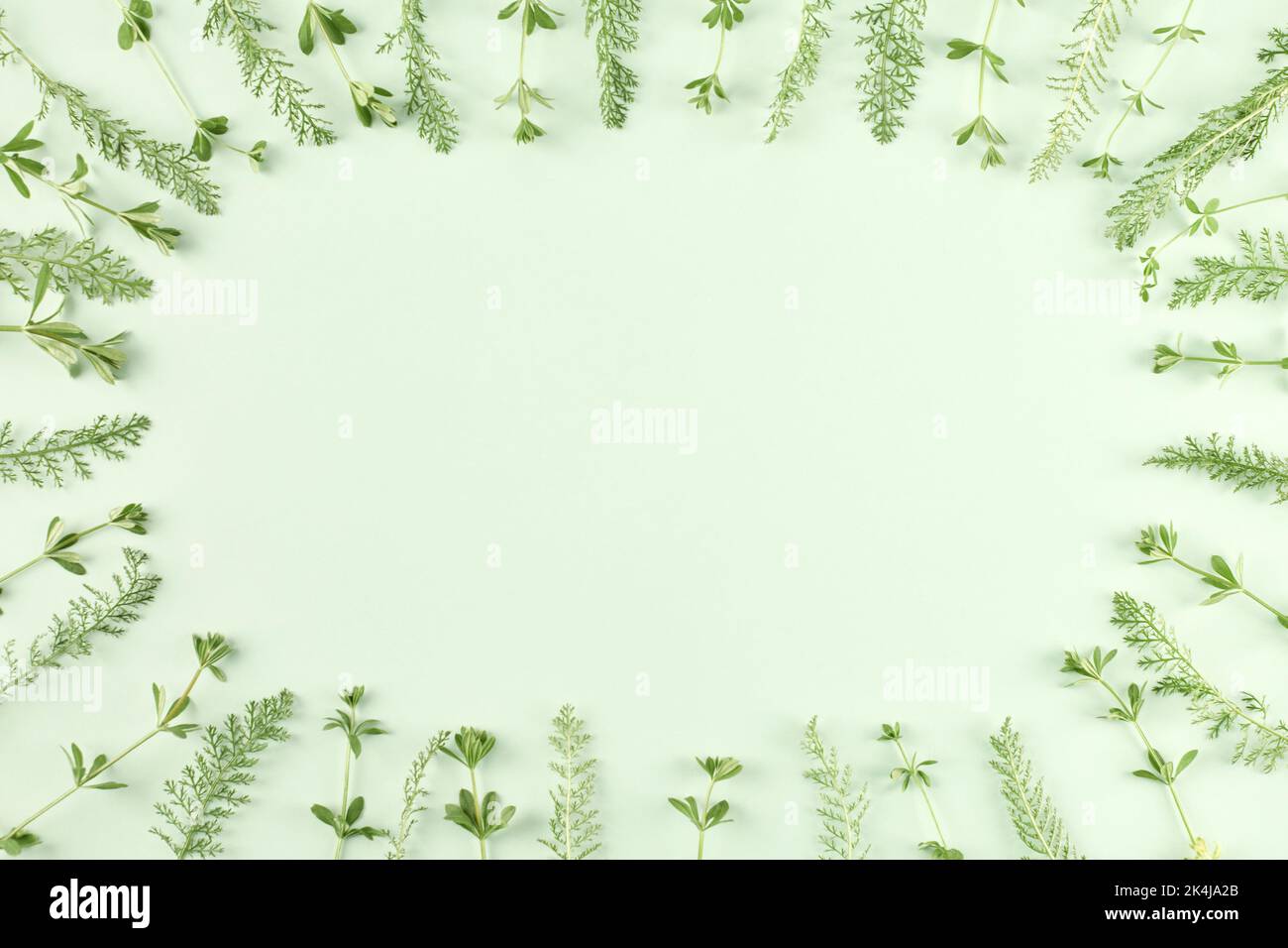 Pastel green grass oval frame on light green background, minimal flat ...