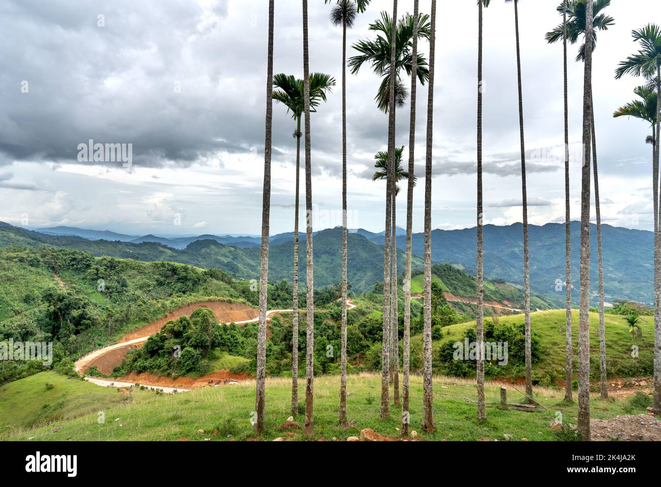 Rows of areca trees on the mountain overlooking the valley Stock Photo ...