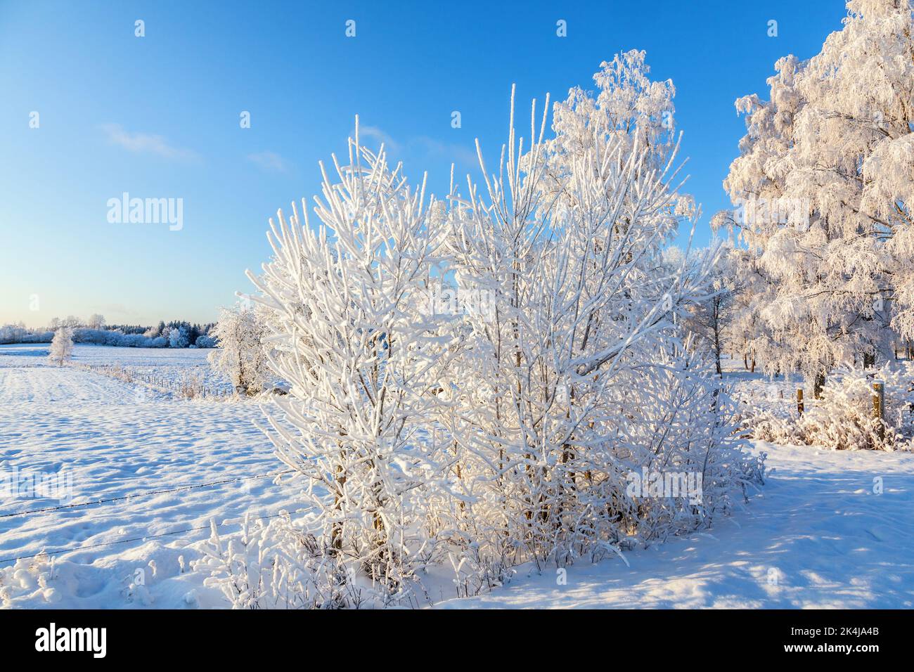 Field frosty white bushes hi-res stock photography and images - Alamy